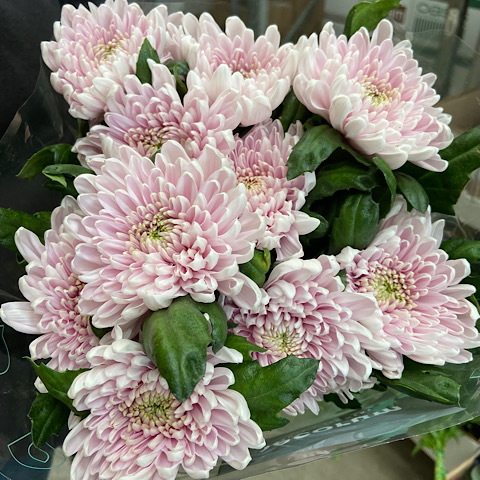 Wholesale Flowers