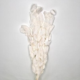 Dried And Preserved